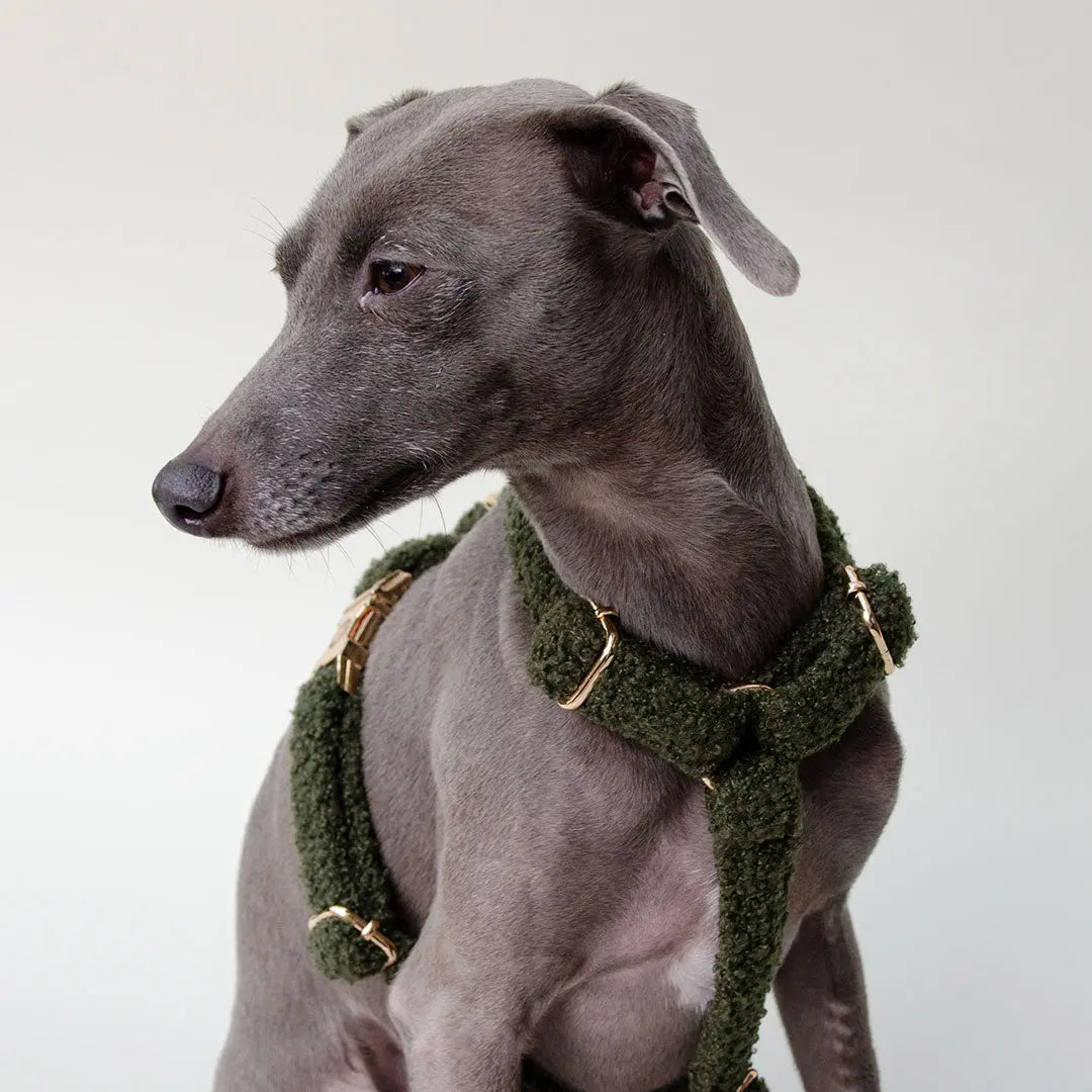 Cuddly dog harness “Teddy Bear” - 4legs.de